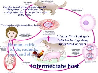 dokumen.tips_6-toxoplasmosis.pptx