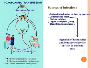 dokumen.tips_6-toxoplasmosis.pptx