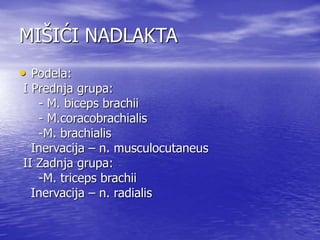 dokumen.tips_misici-gornjih-ekstremiteta.ppt