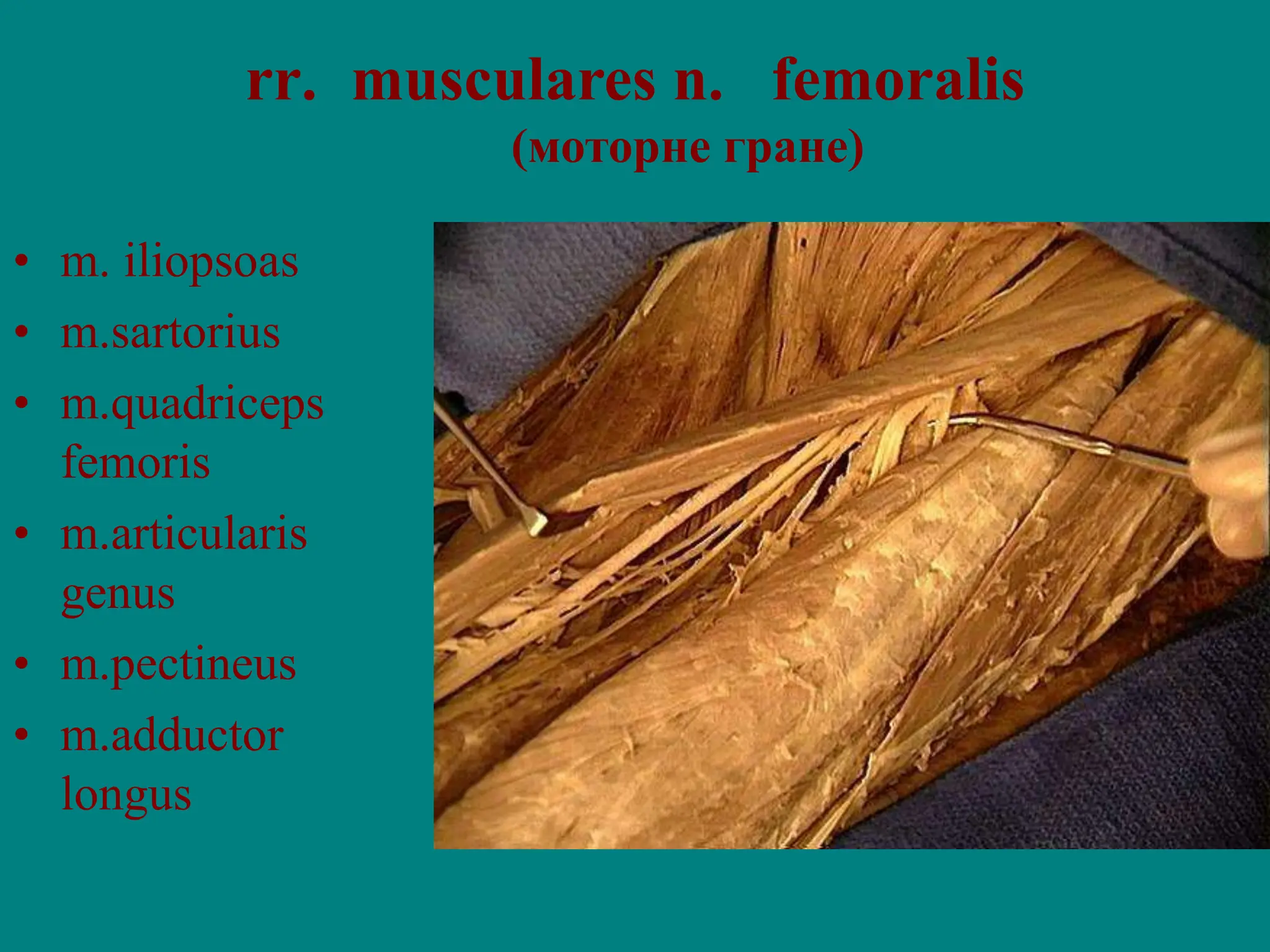 dokumen.tips_nervi-donjeg-ekstremiteta.ppt