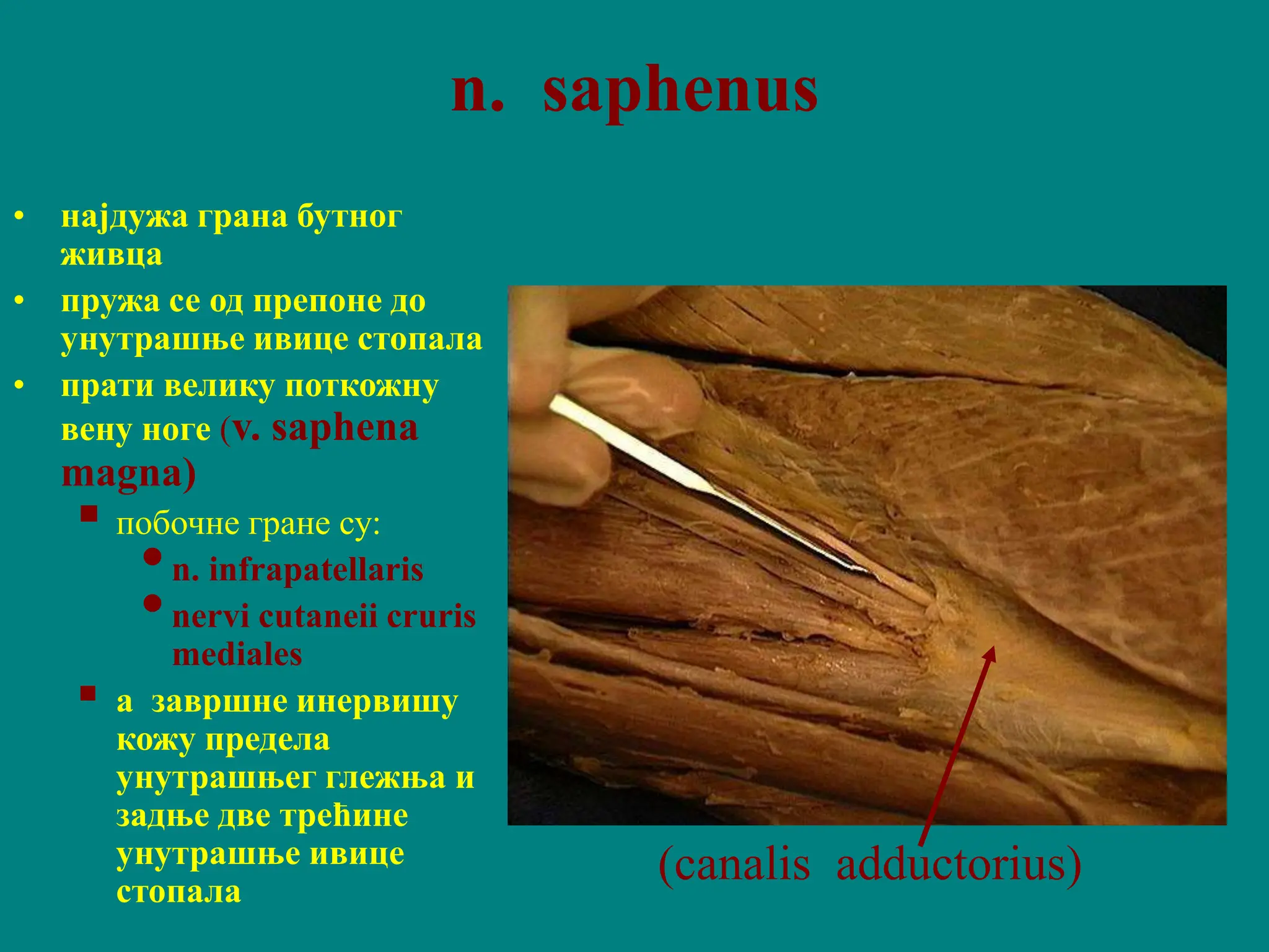 dokumen.tips_nervi-donjeg-ekstremiteta.ppt