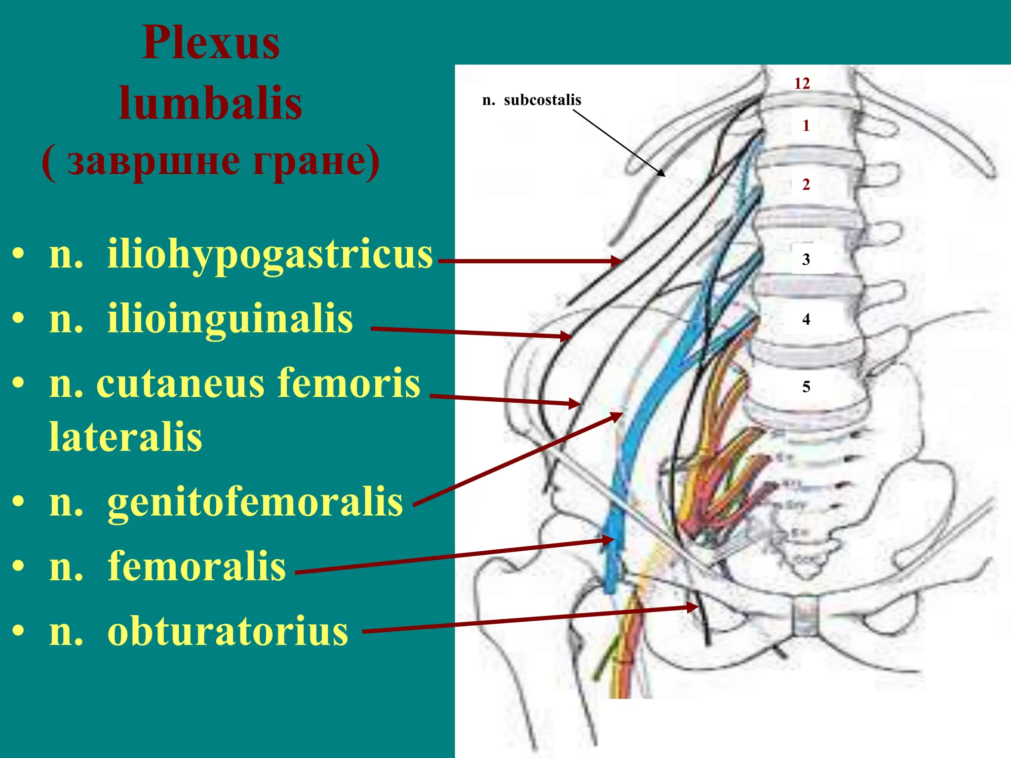 dokumen.tips_nervi-donjeg-ekstremiteta.ppt