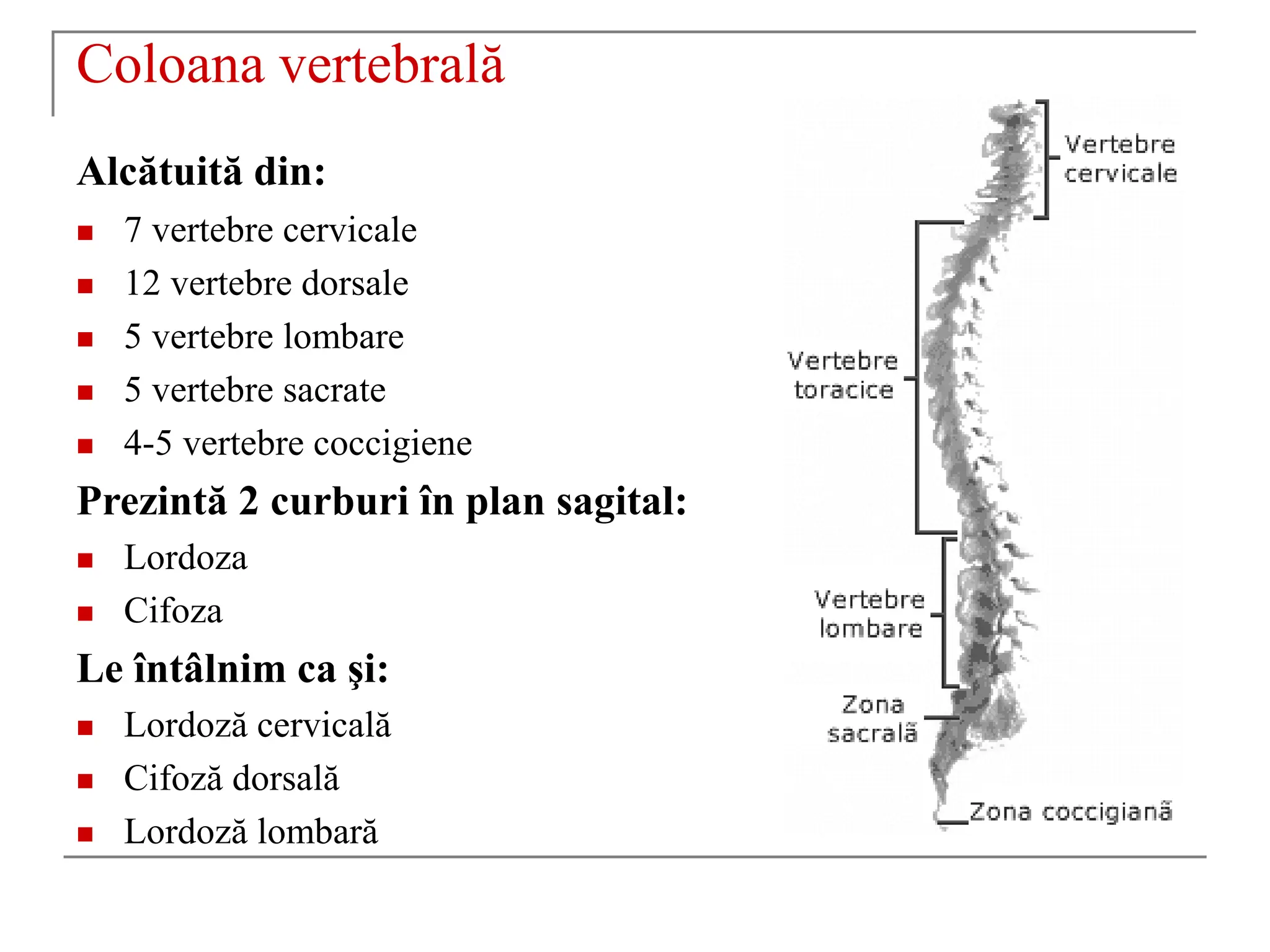 Prezentare despre deformarea coloanei vertebrale - scolioza-proiect.ppt