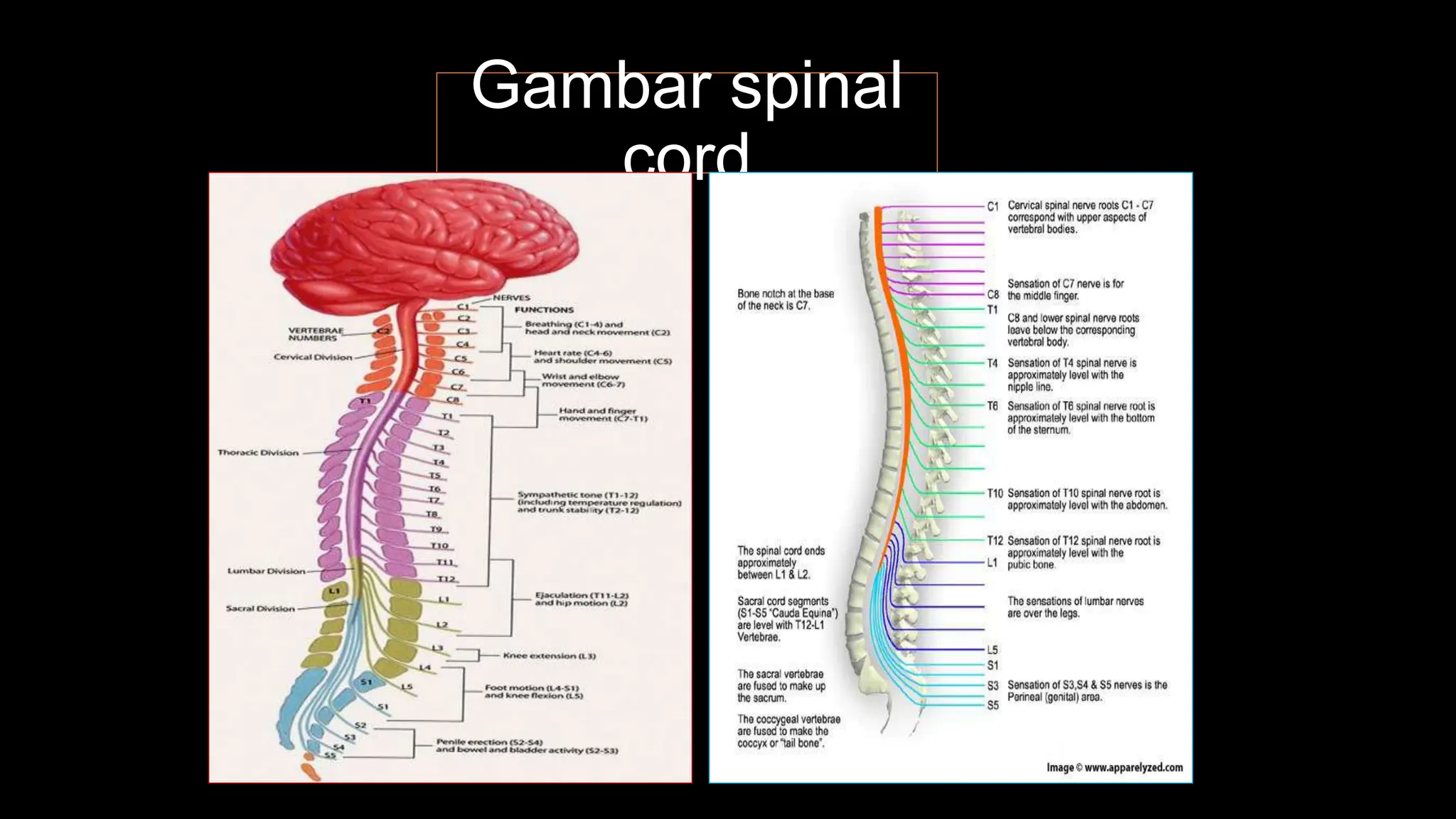 dokumen.tips_ppt-cedera-medula-spinalis.ppt