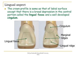 dokumen.tips_maxillary-incisorrs (2).pdf