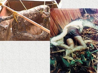 dokumen.tips_21gigitan-ular-snake-biteppt.ppt