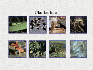 dokumen.tips_21gigitan-ular-snake-biteppt.ppt