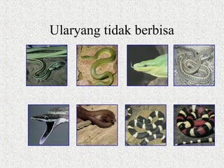 dokumen.tips_21gigitan-ular-snake-biteppt.ppt