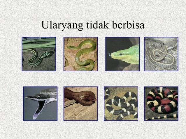 dokumen.tips_21gigitan-ular-snake-biteppt.ppt