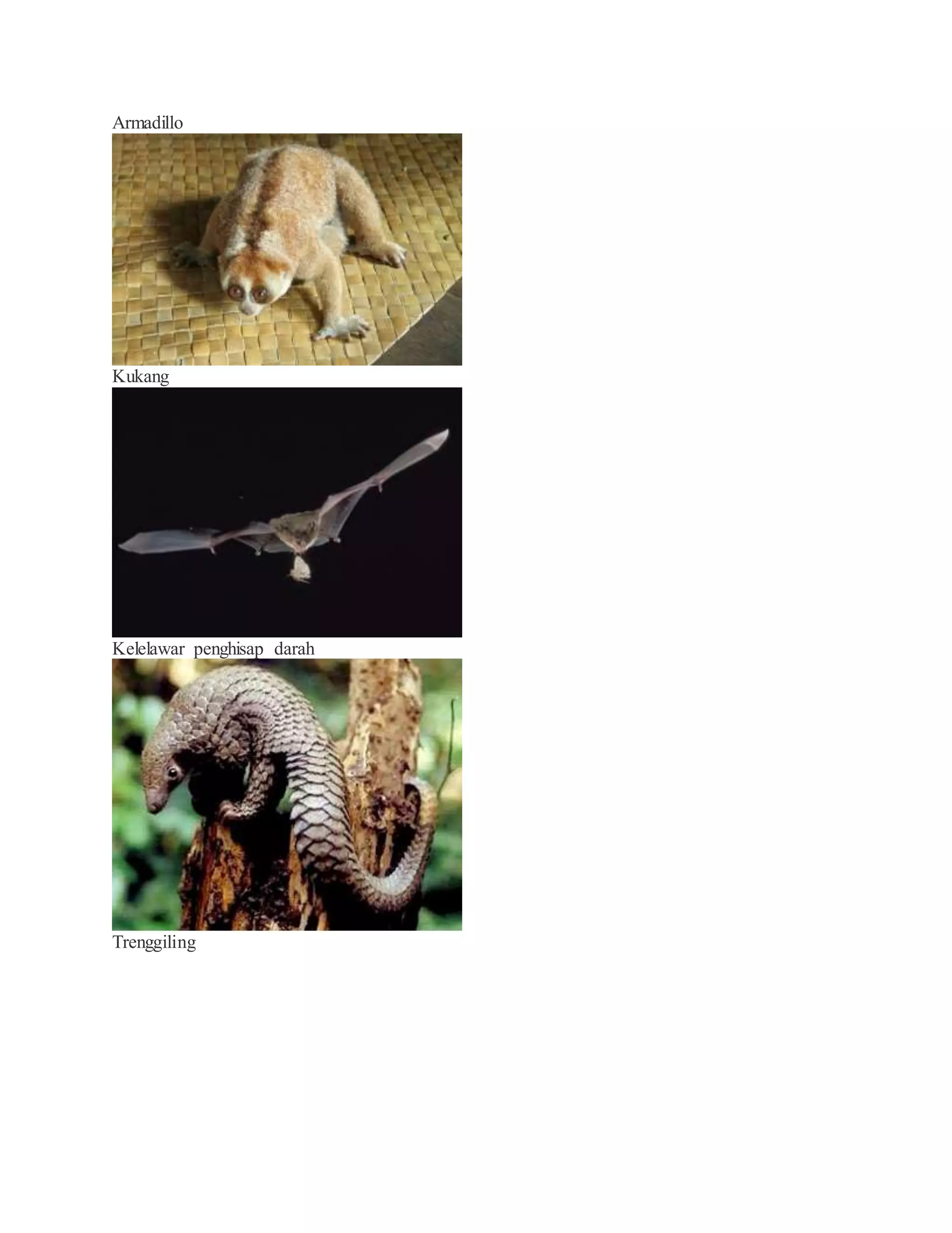 dokumen flora fauna neotropik rapel.docx