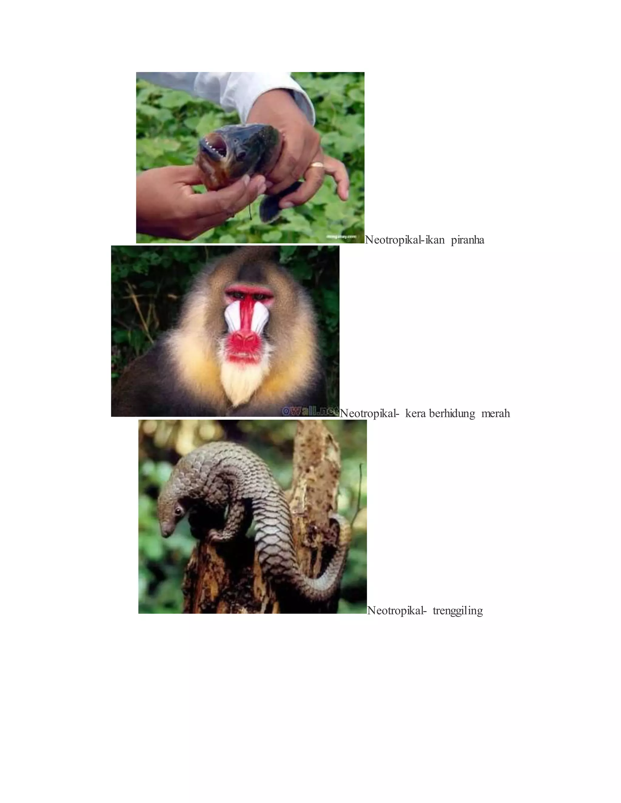 dokumen flora fauna neotropik rapel.docx