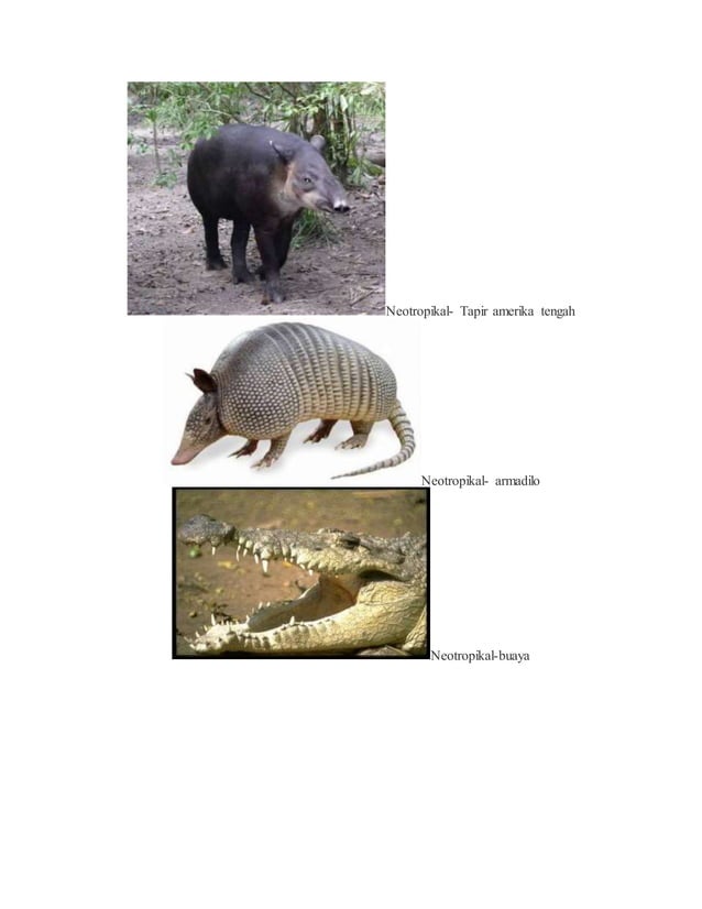 dokumen flora fauna neotropik rapel.docx