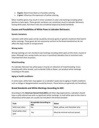 Do Labrador Retrievers have White: White Markings According to AKC Paws ...