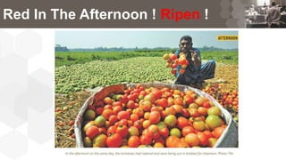 Fertilizer and Ripening Agents - Bangladesh | PPTX