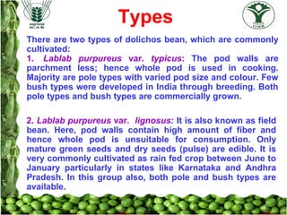 Dolichos seed production | PPT