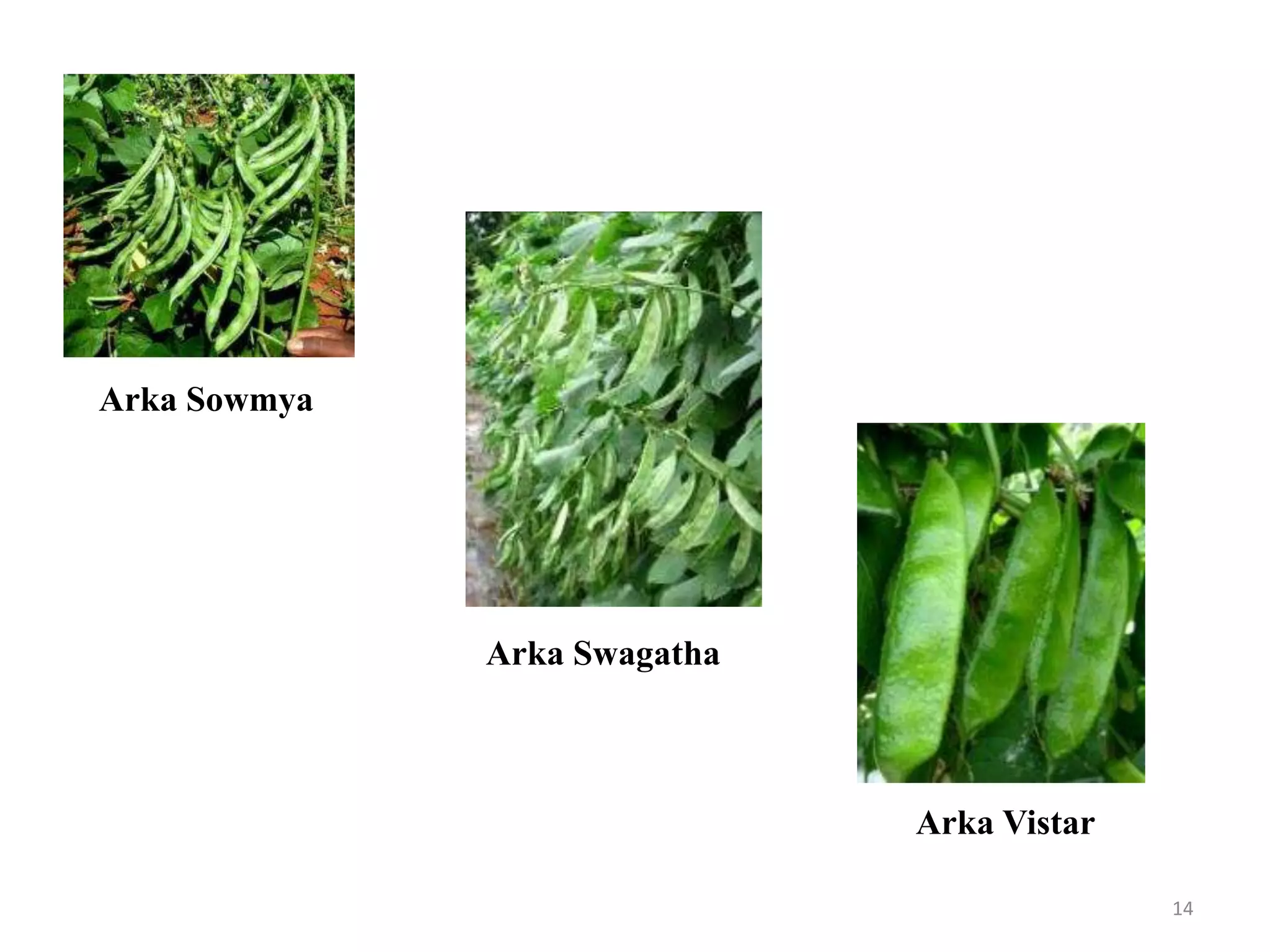 Dolichos bean | PPTX