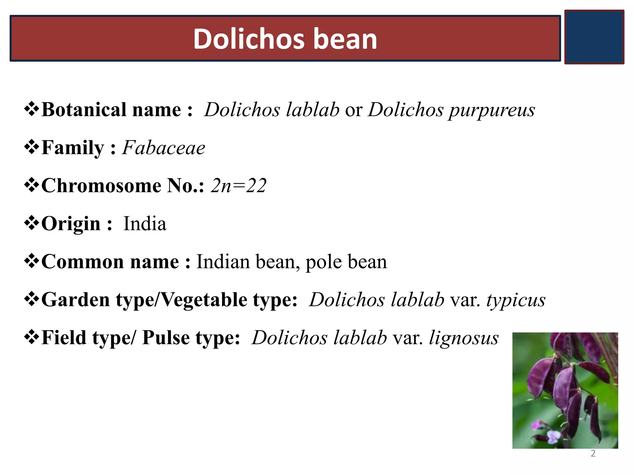 Dolichos bean | PPTX