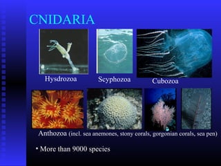 Examples Of Cnidaria