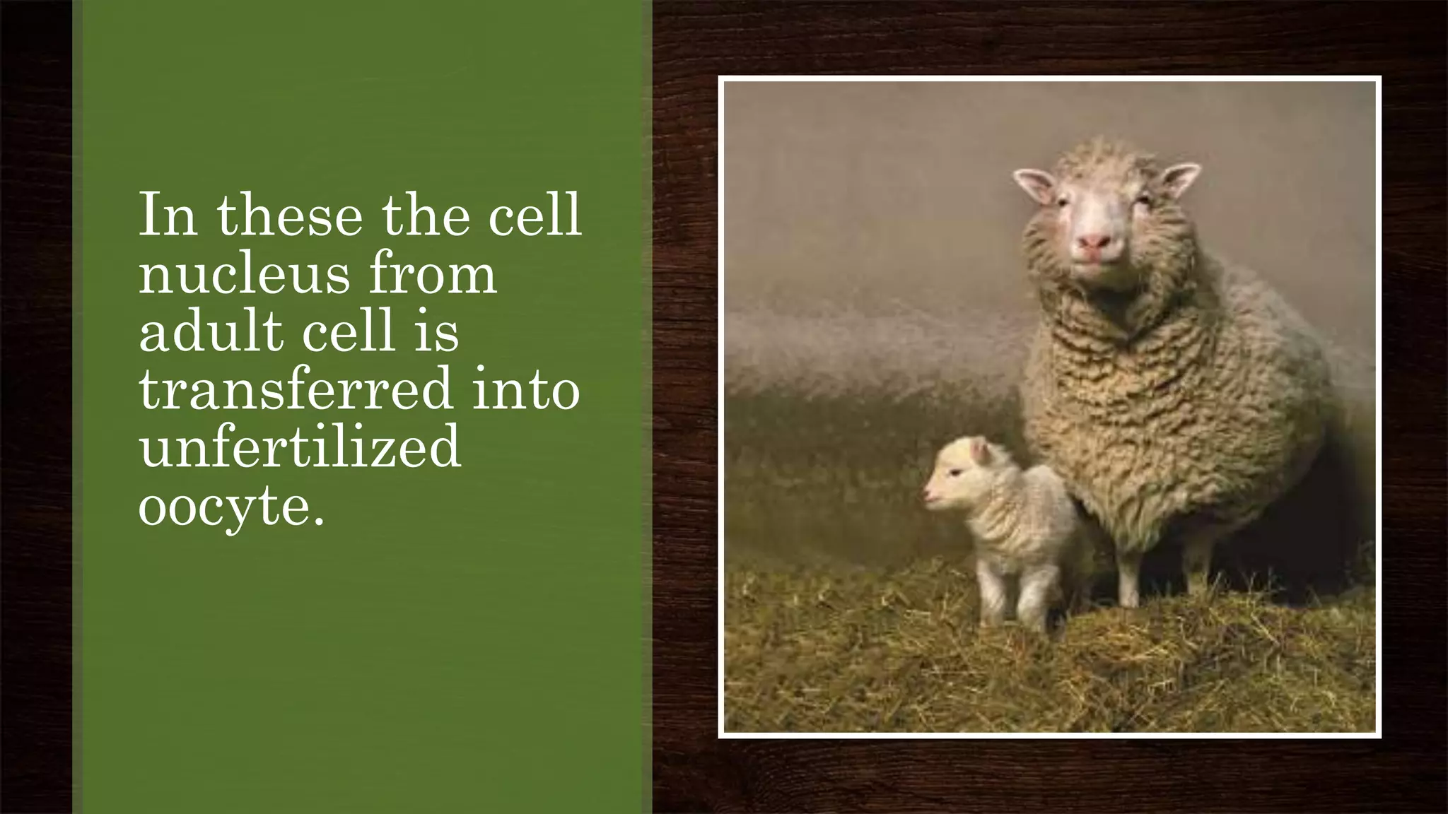 Why Dolly Sheep was Cloned? | PPTX