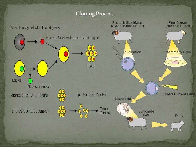 The Cloning Of Dolly The Sheep Presentation
