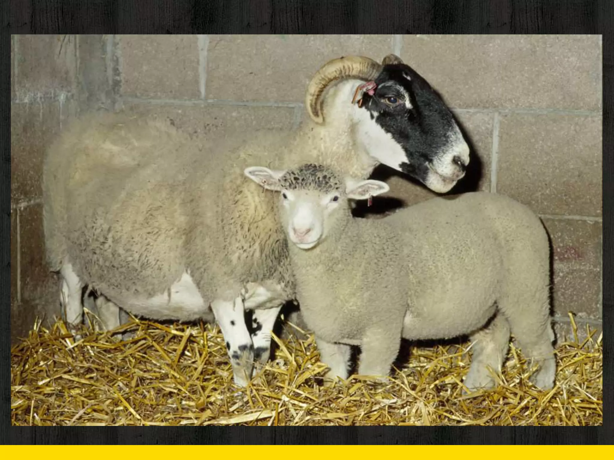 Dolly the Sheep: How She was Made | PPTX