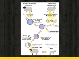 Dolly the Sheep: How She was Made | PPTX