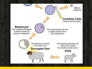 Dolly The Cloned Sheep Diagram