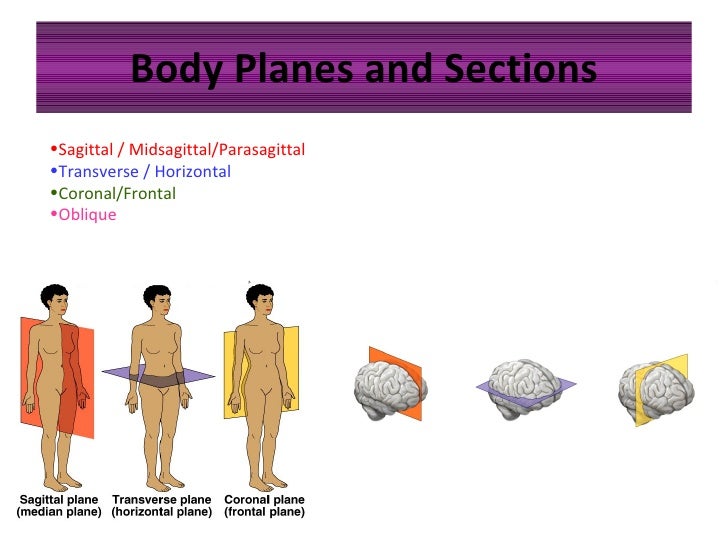 A&P Lab 1 midterm review