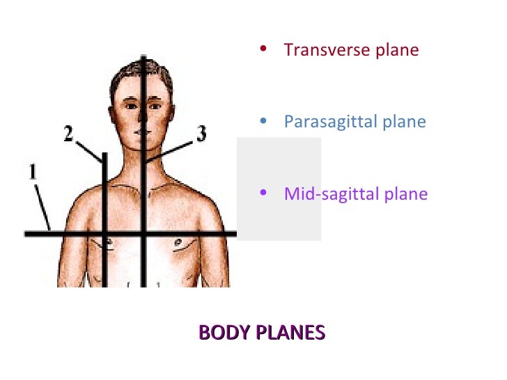 A&P Lab 1 midterm review