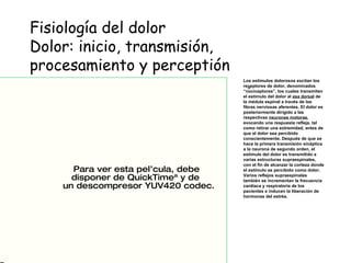 dolor | PPT
