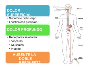 dolor-UNITEP 1.pptx