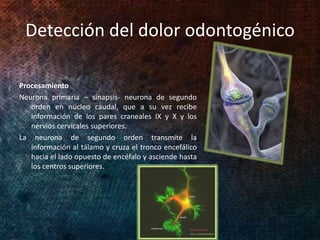 dolor de origen pulpar y periodontal.(4).pptx