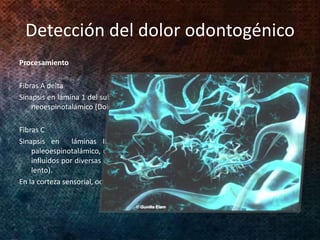 dolor de origen pulpar y periodontal.(4).pptx