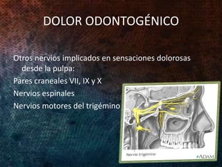 dolor de origen pulpar y periodontal.(4).pptx