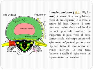 Placca Terminale Del Disco Intervertebrale