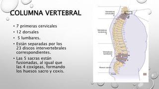 Dolor lumbar | PPTX