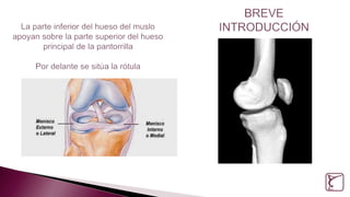 TOGA TERAPEUTICO. Modulo para Dolores de Rodilla | PPT