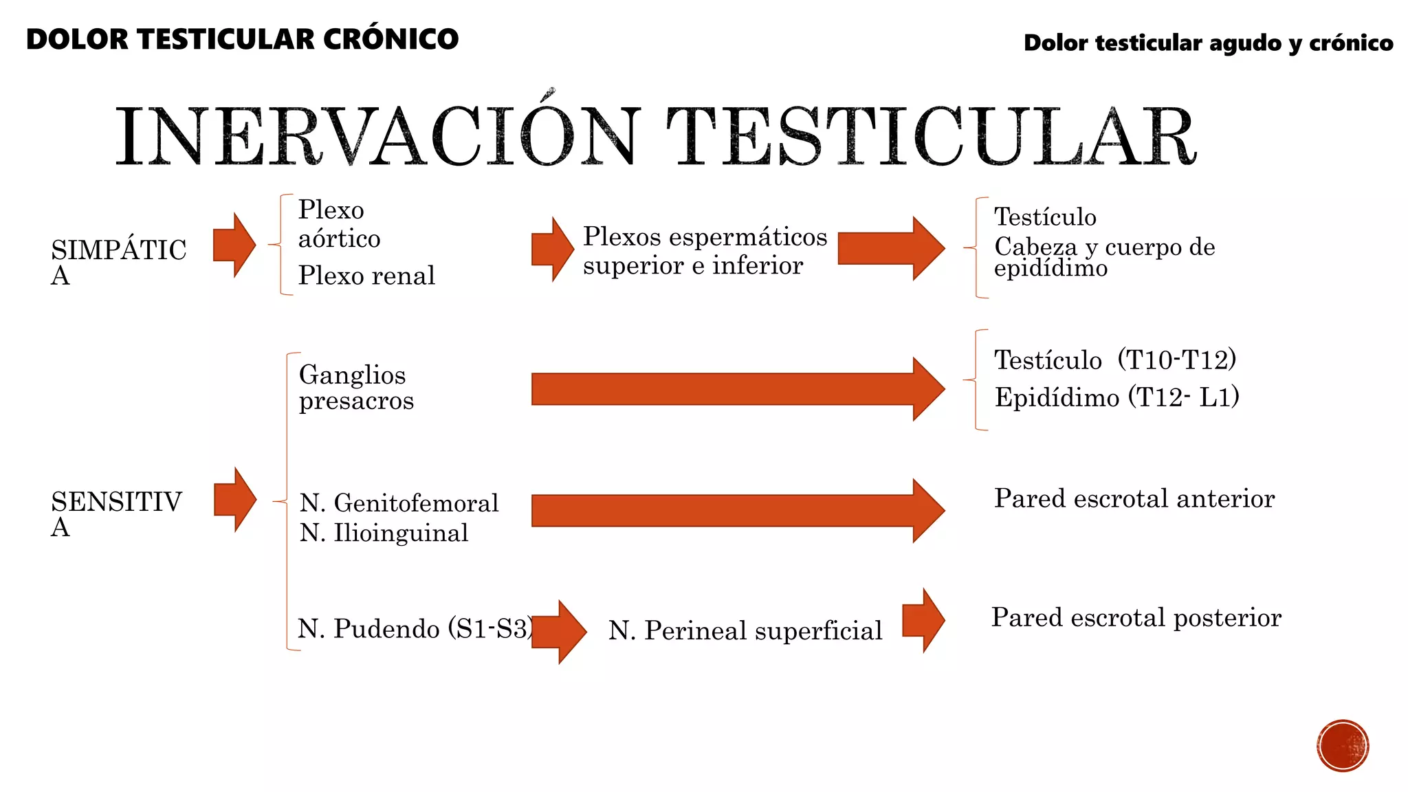 Dolor testicular agudo y crónico (Testicular Pain. Acute and Chronic ...