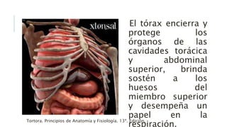 Dolor Toracico. Se encuentra su definición, sus causas, manifestaciones ...