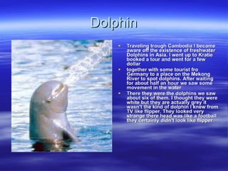 Dolphin | PDF