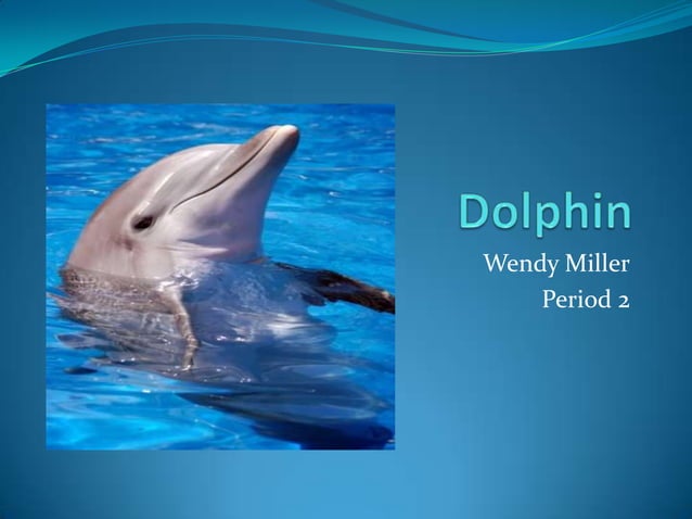 Dolphin | PPTX