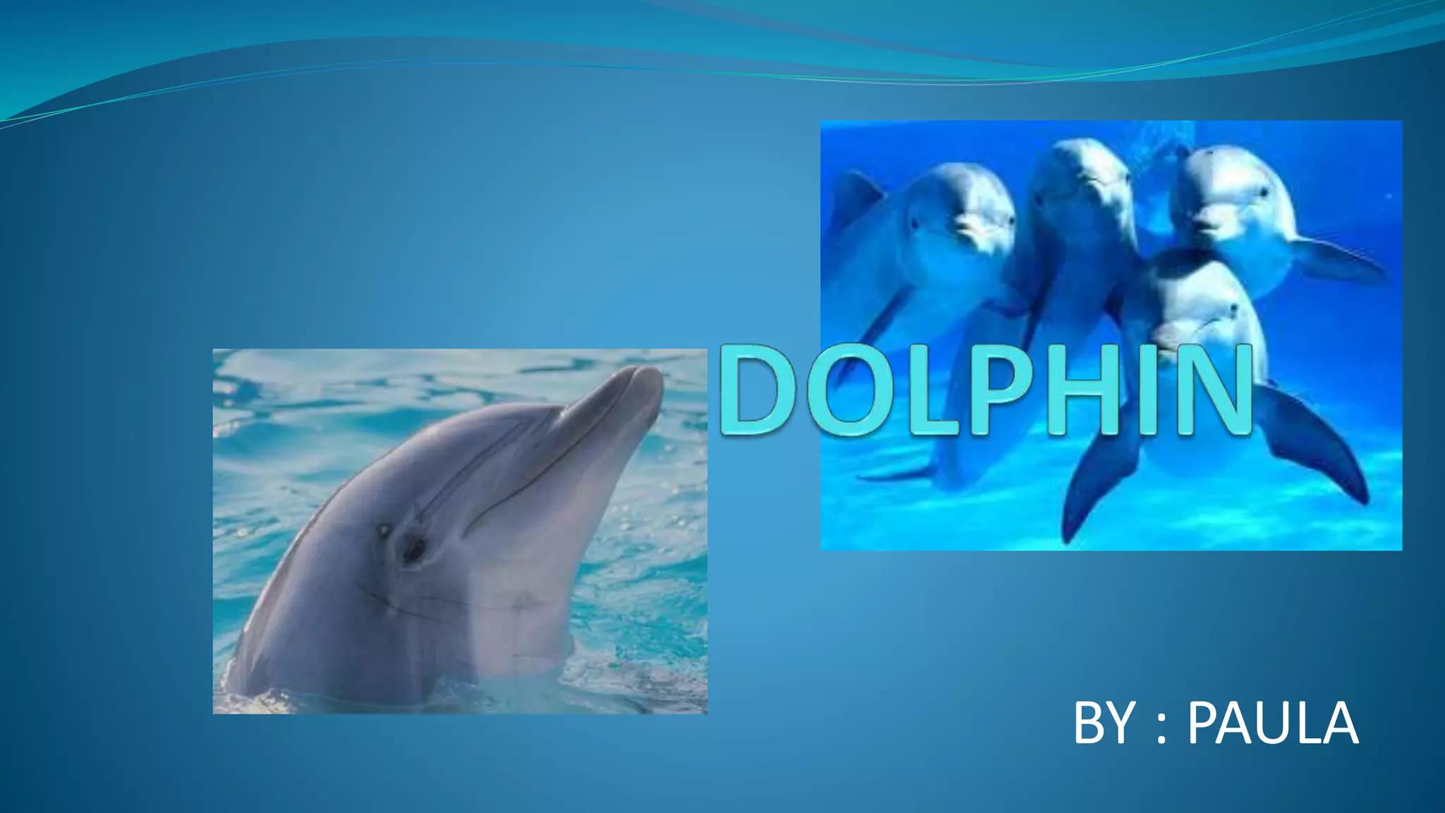 Dolphin | PPT