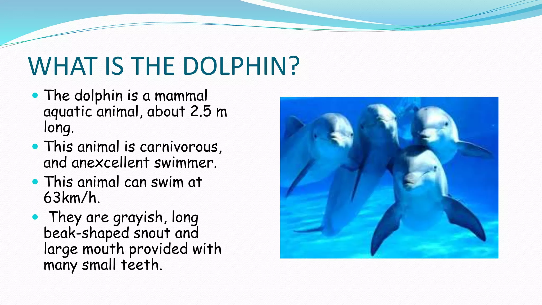 Dolphin | PPT