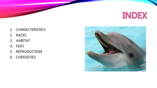 Dolphin | PPTX