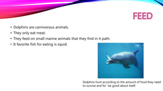 Dolphin | PPTX