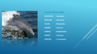 Dolphin | PPTX
