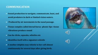Dolphin | PPTX