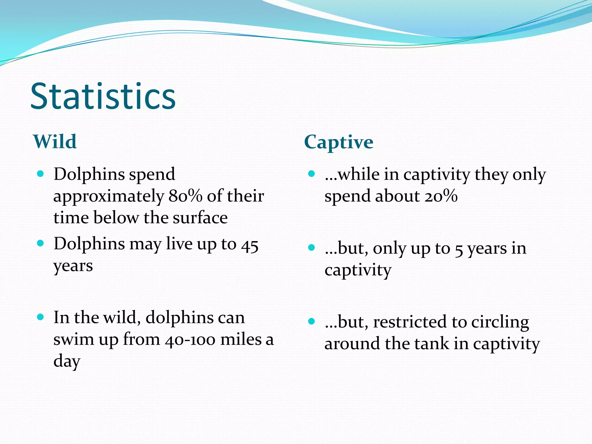 Dolphin captivity | PPT