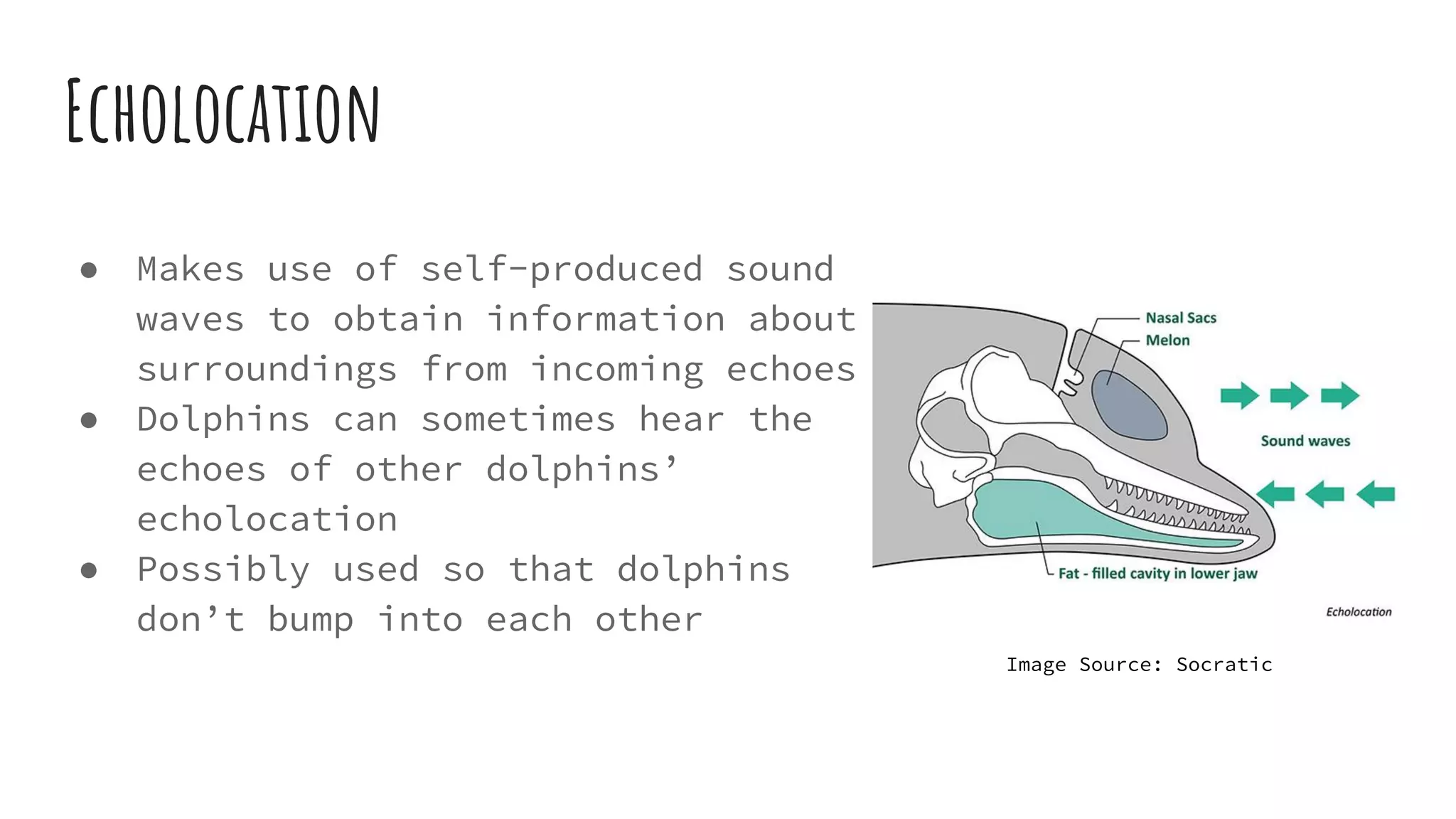 Dolphin Communication | PDF
