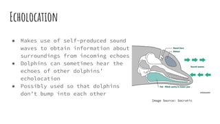 Dolphin Communication | PDF